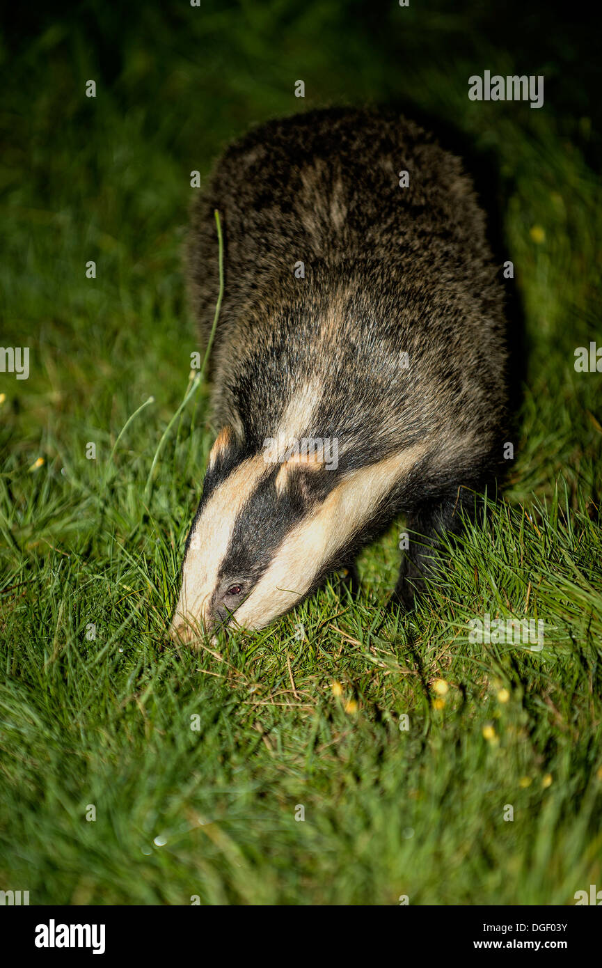 European badger and night hi-res stock photography and images - Alamy