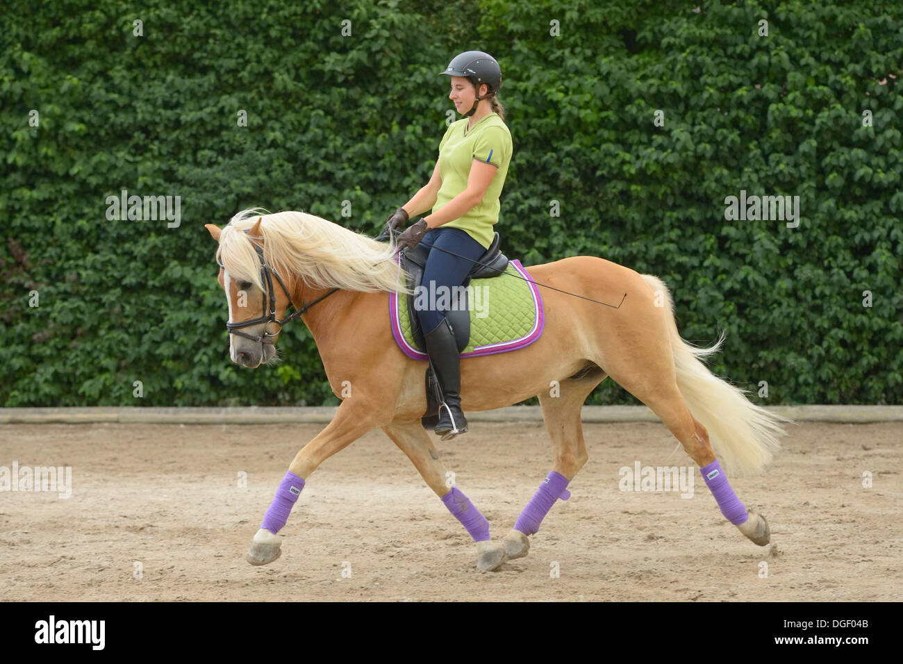 Young dressage rider on Haflinger horse, medium trot Stock Photo - Alamy