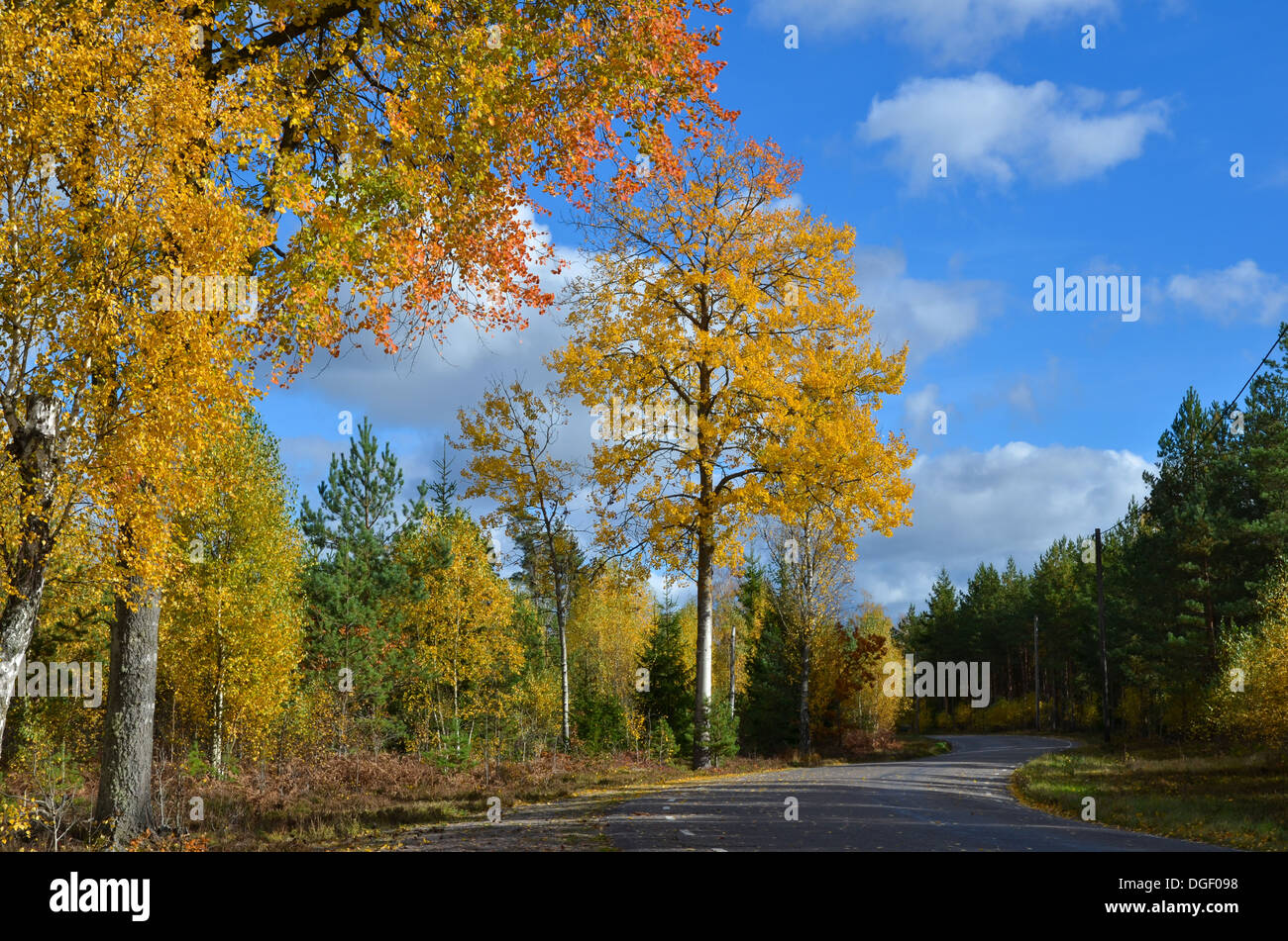 Aspen tree country road hi-res stock photography and images - Alamy
