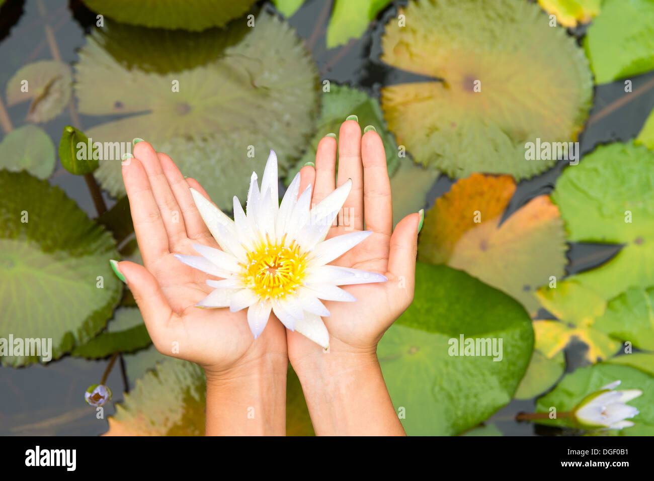 Hands holding lotus flower hi-res stock photography and images - Alamy