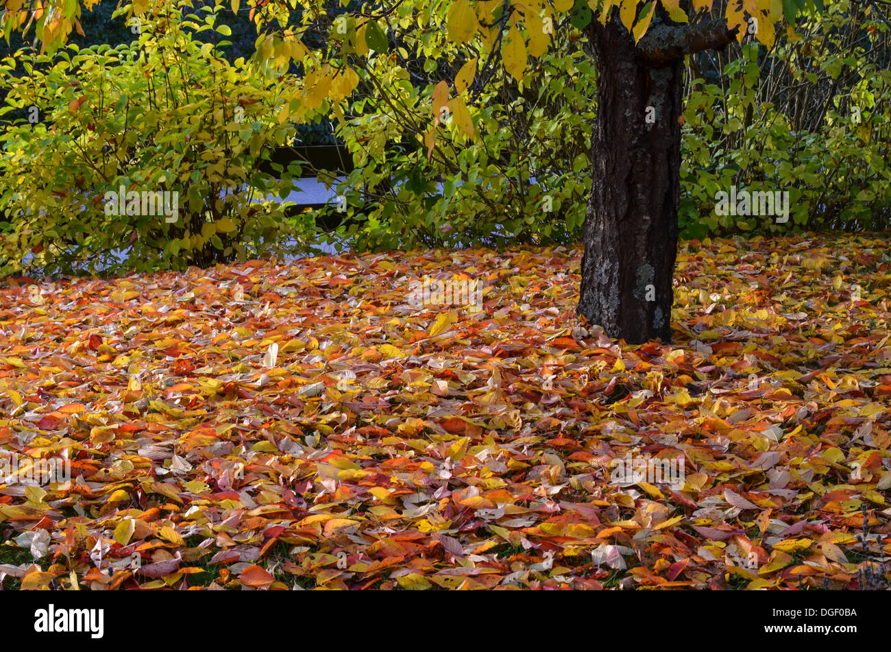 Tree trunk on the ground hi-res stock photography and images - Alamy