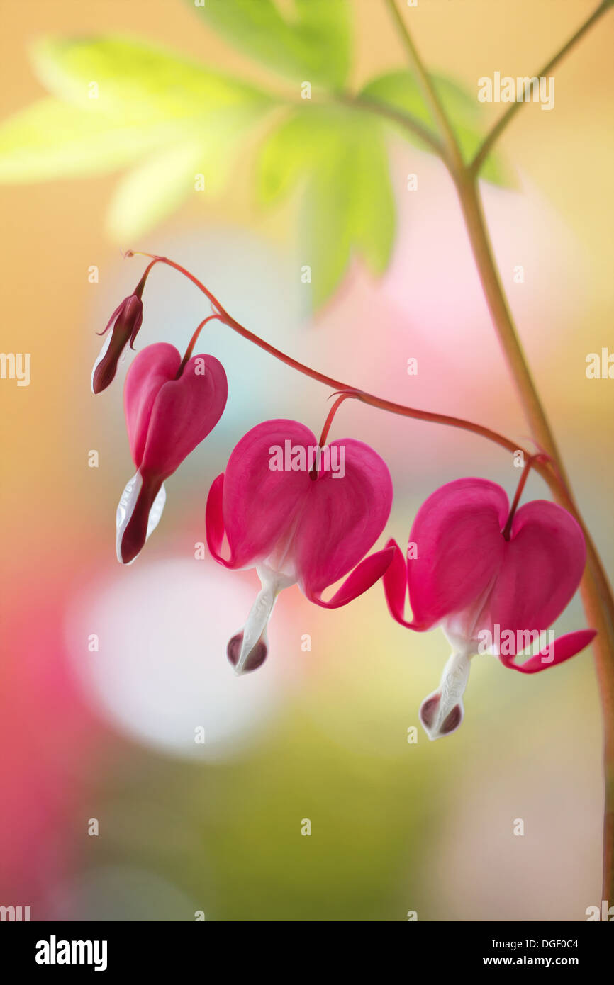 Flora heart hi-res stock photography and images - Alamy
