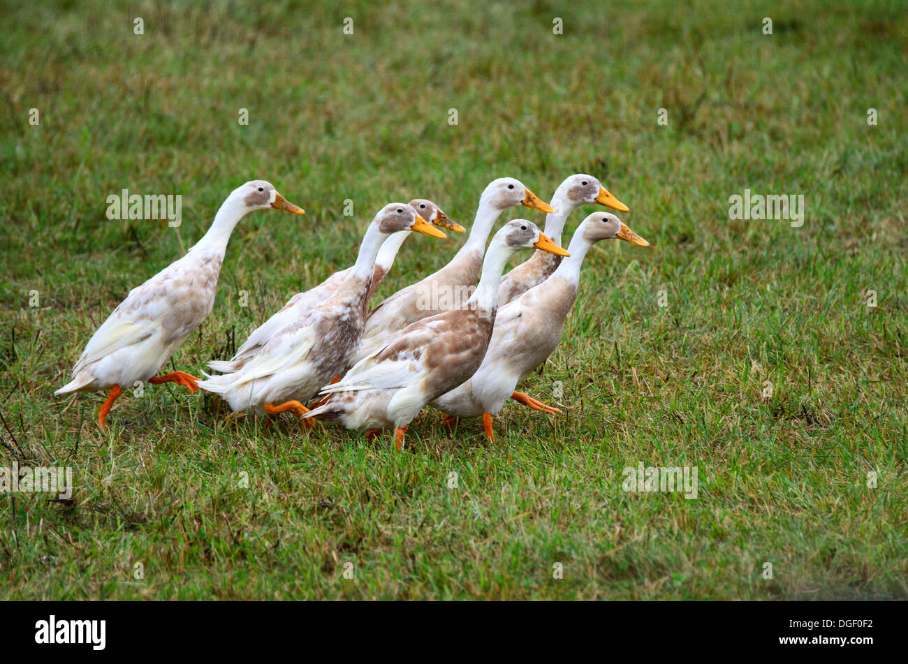 Brown geese hi-res stock photography and images - Alamy