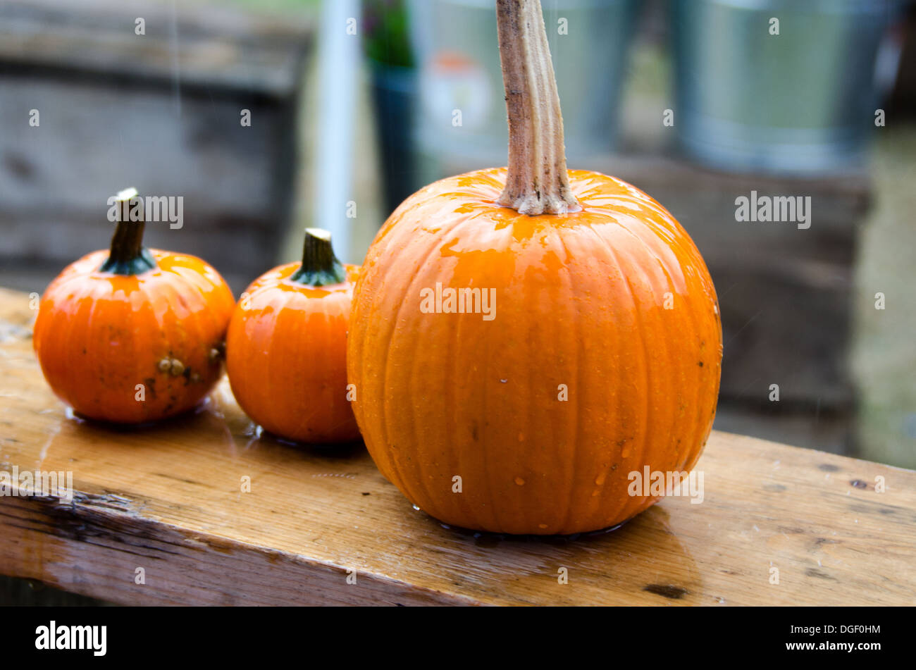 Tiny pumpkins in pouring rain at the farmers' market, Maine Stock Photo ...