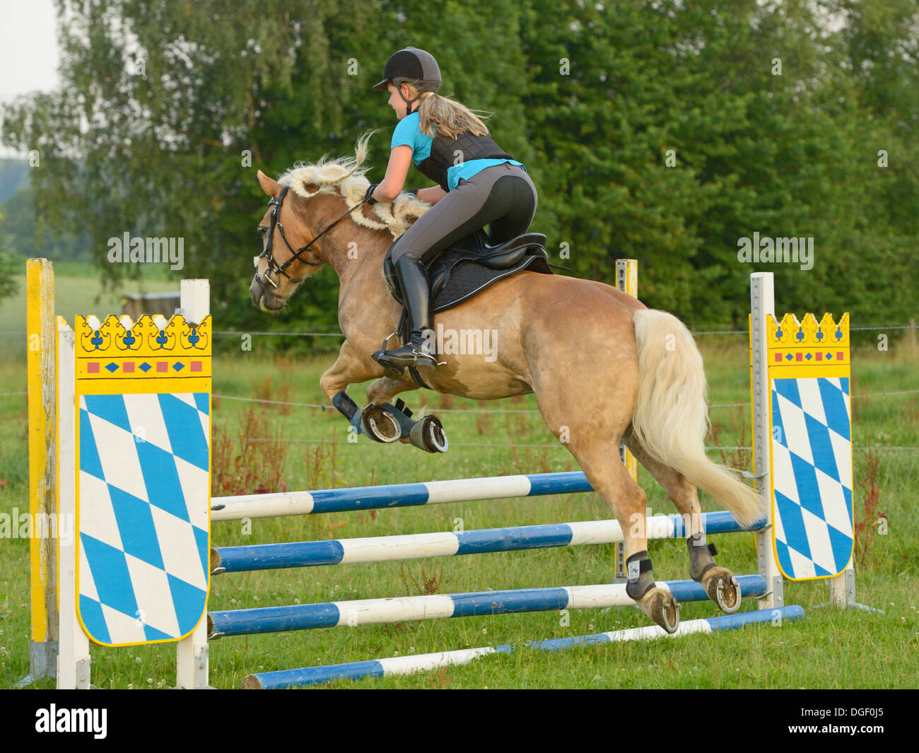 Haflinger horse jumping hi-res stock photography and images - Alamy