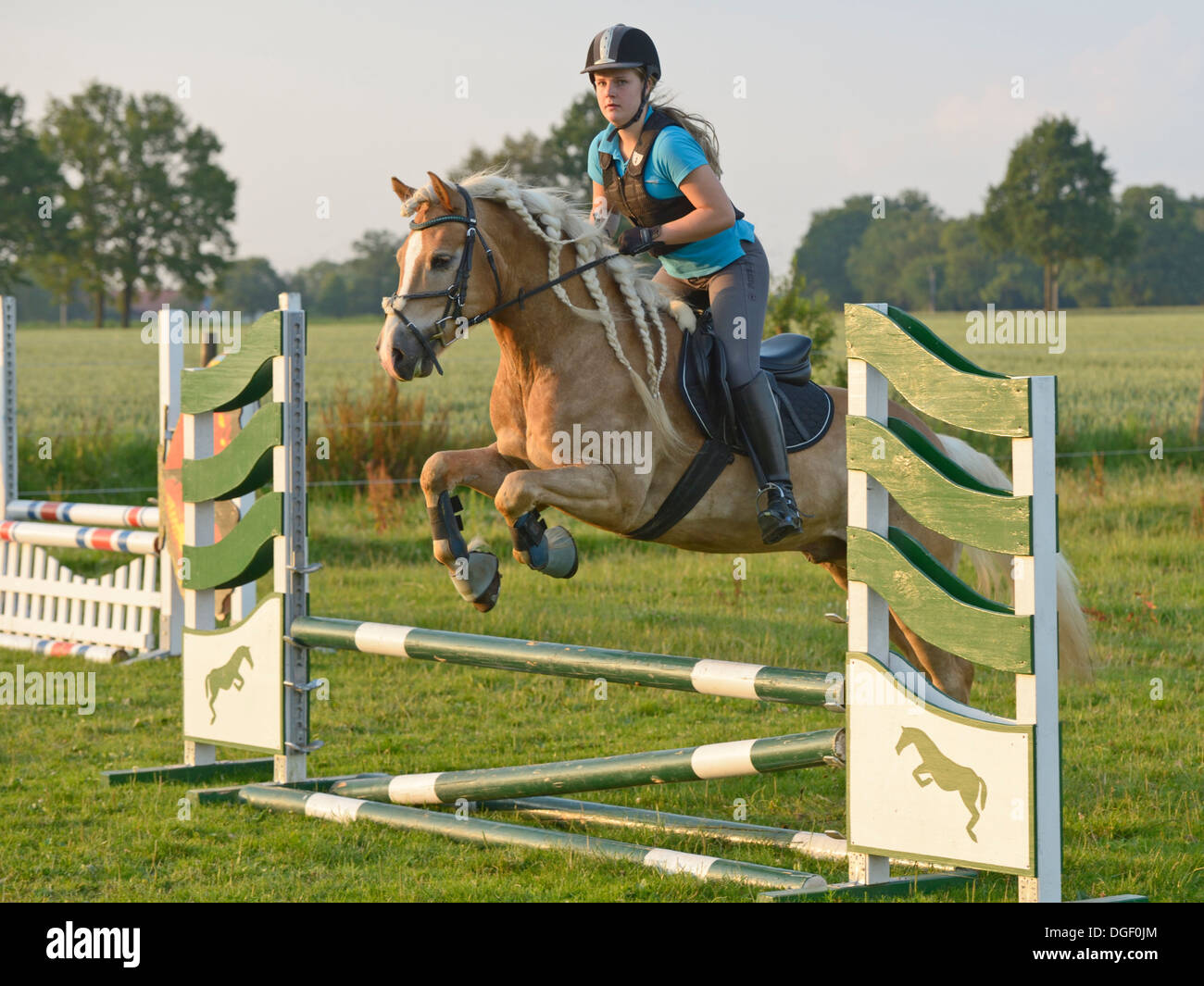 Haflinger Horse Jumping High Resolution Stock Photography and Images ...
