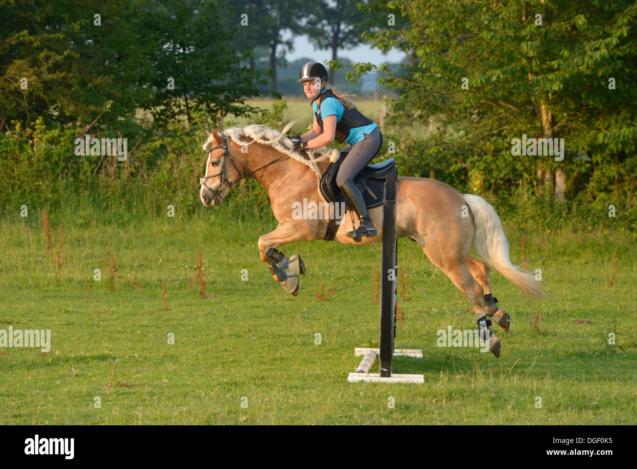 Haflinger jumping hi-res stock photography and images - Alamy