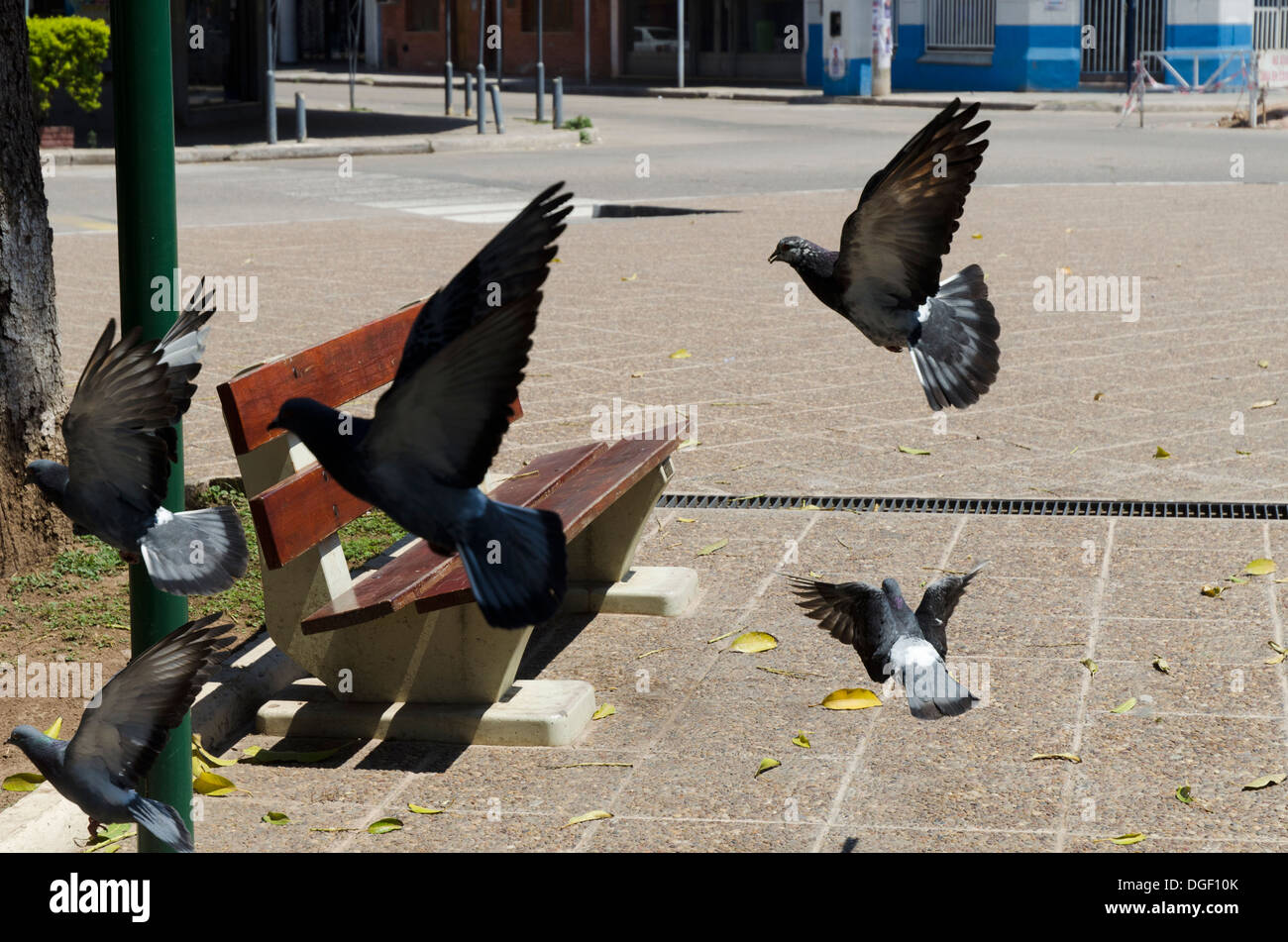 Doves in flight hi-res stock photography and images - Alamy