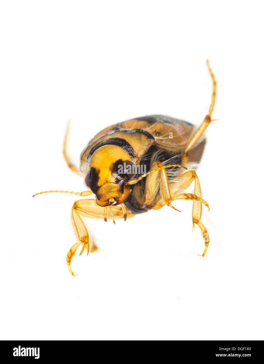 A screech beetle on white background. Photo taken in an aquarium set up ...