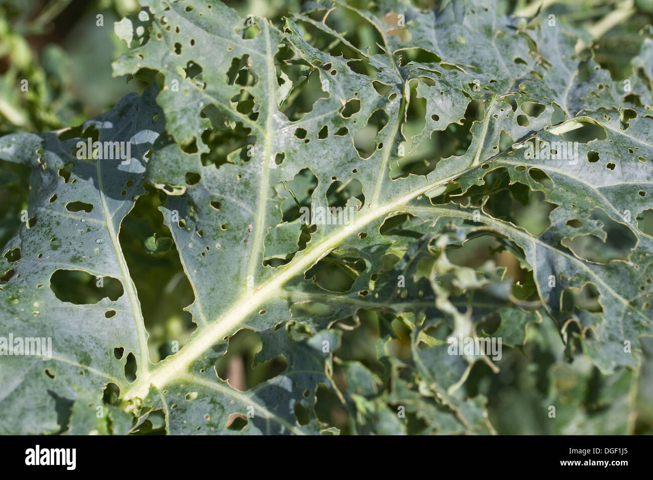 Caterpillar damage hi-res stock photography and images - Alamy