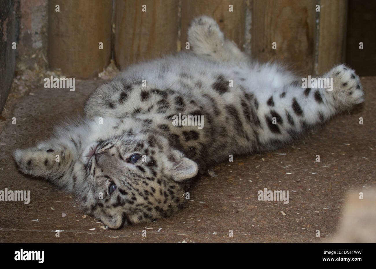 Baby snow leopard hi-res stock photography and images - Alamy