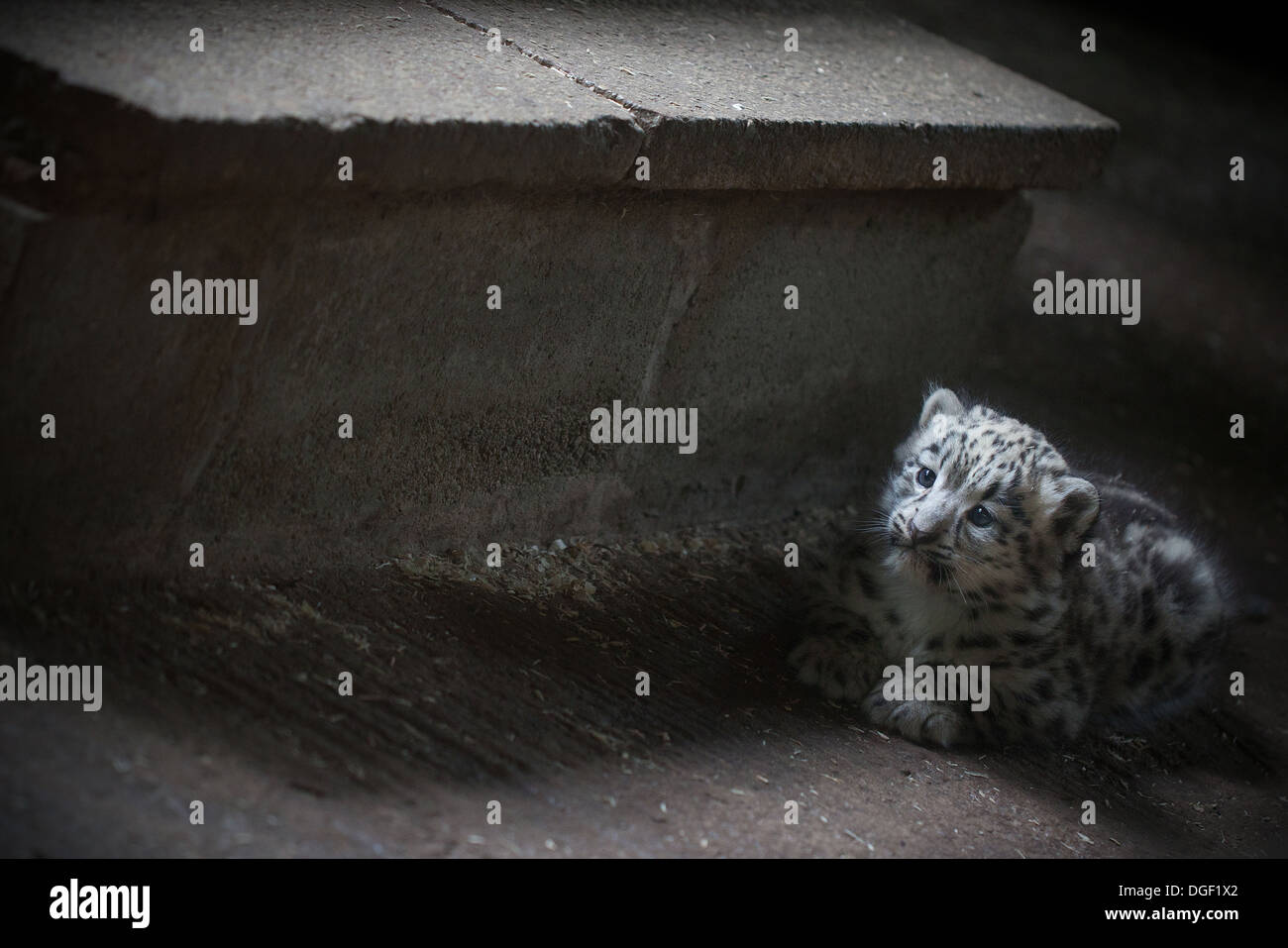 Snow leopard cub hi-res stock photography and images - Alamy