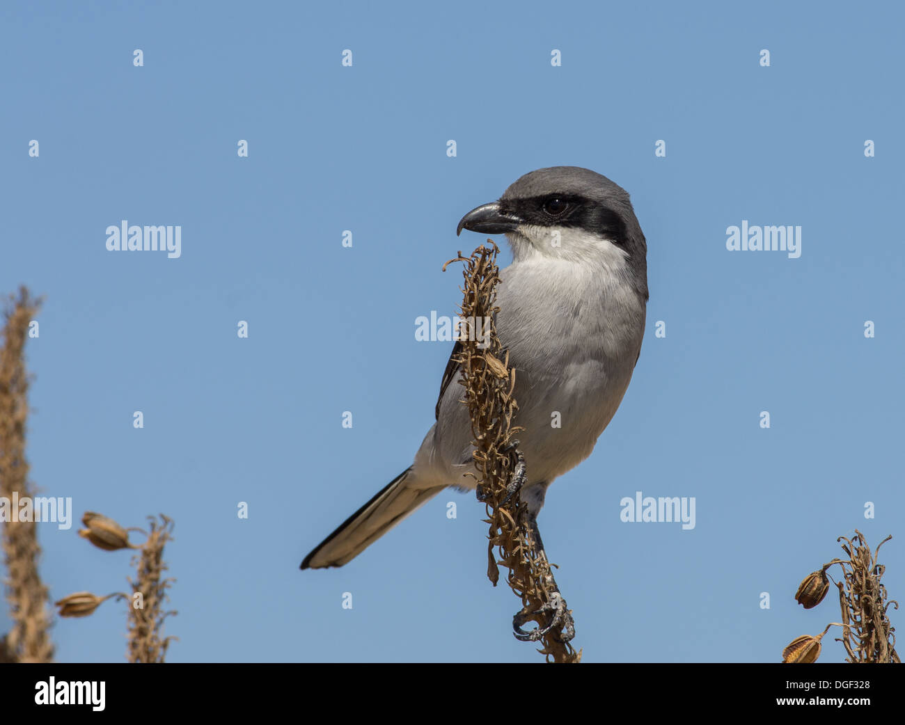 Laniidae hi-res stock photography and images - Alamy