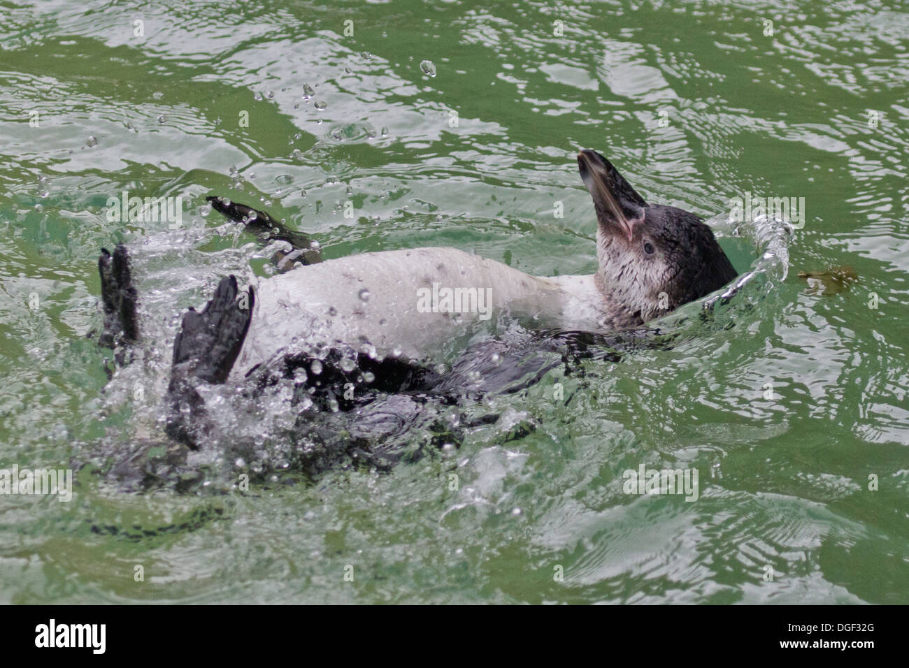 Splash to play hi-res stock photography and images - Alamy