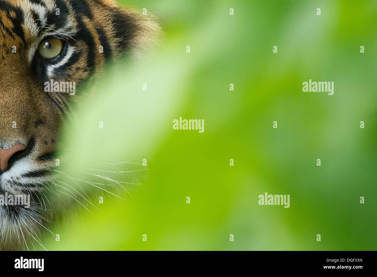 Tiger camouflage hi-res stock photography and images - Alamy