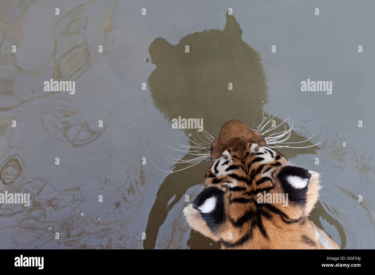 Tiger with reflection hi-res stock photography and images - Alamy