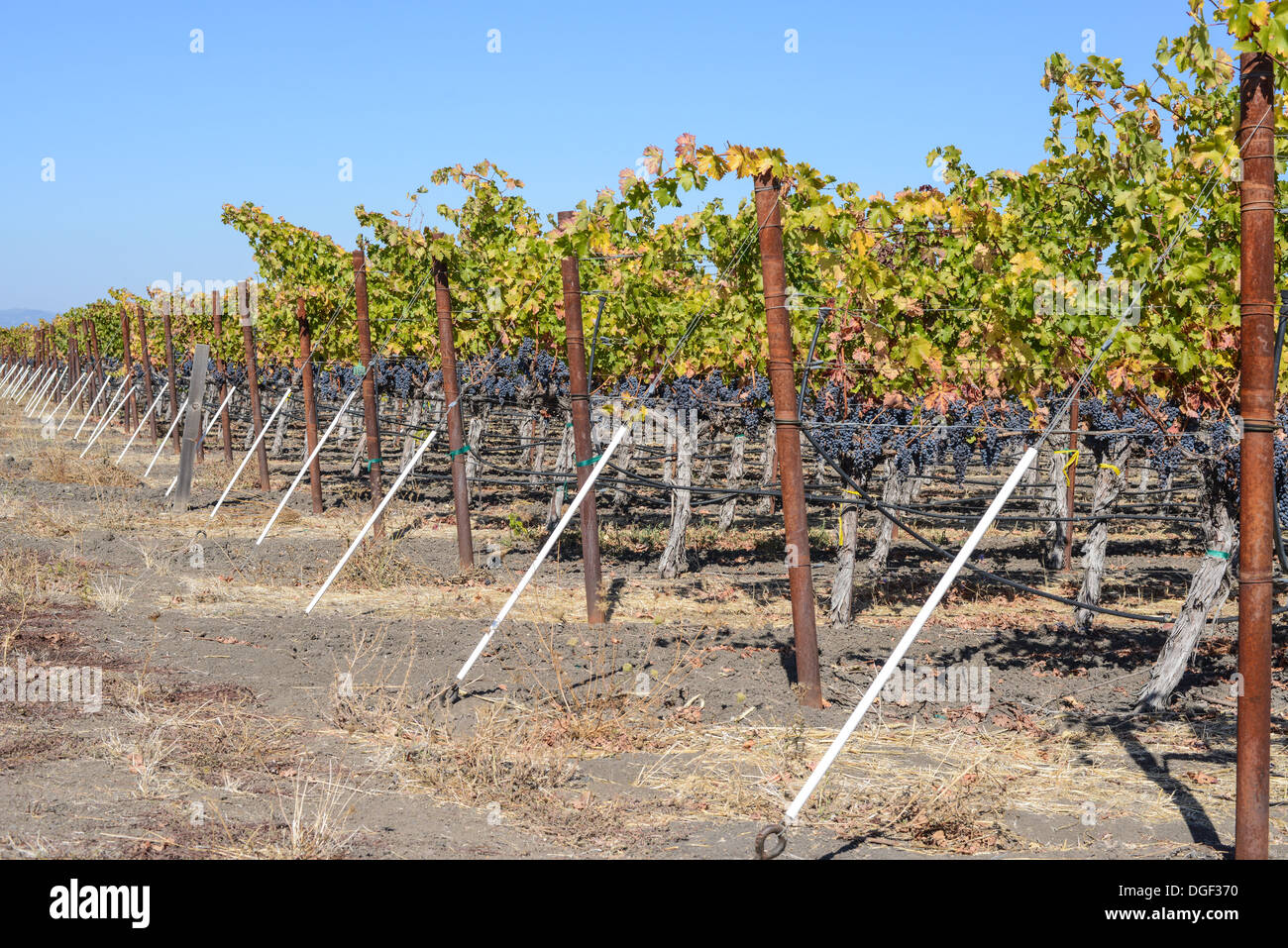 Grapevines in Autumn Stock Photo - Alamy