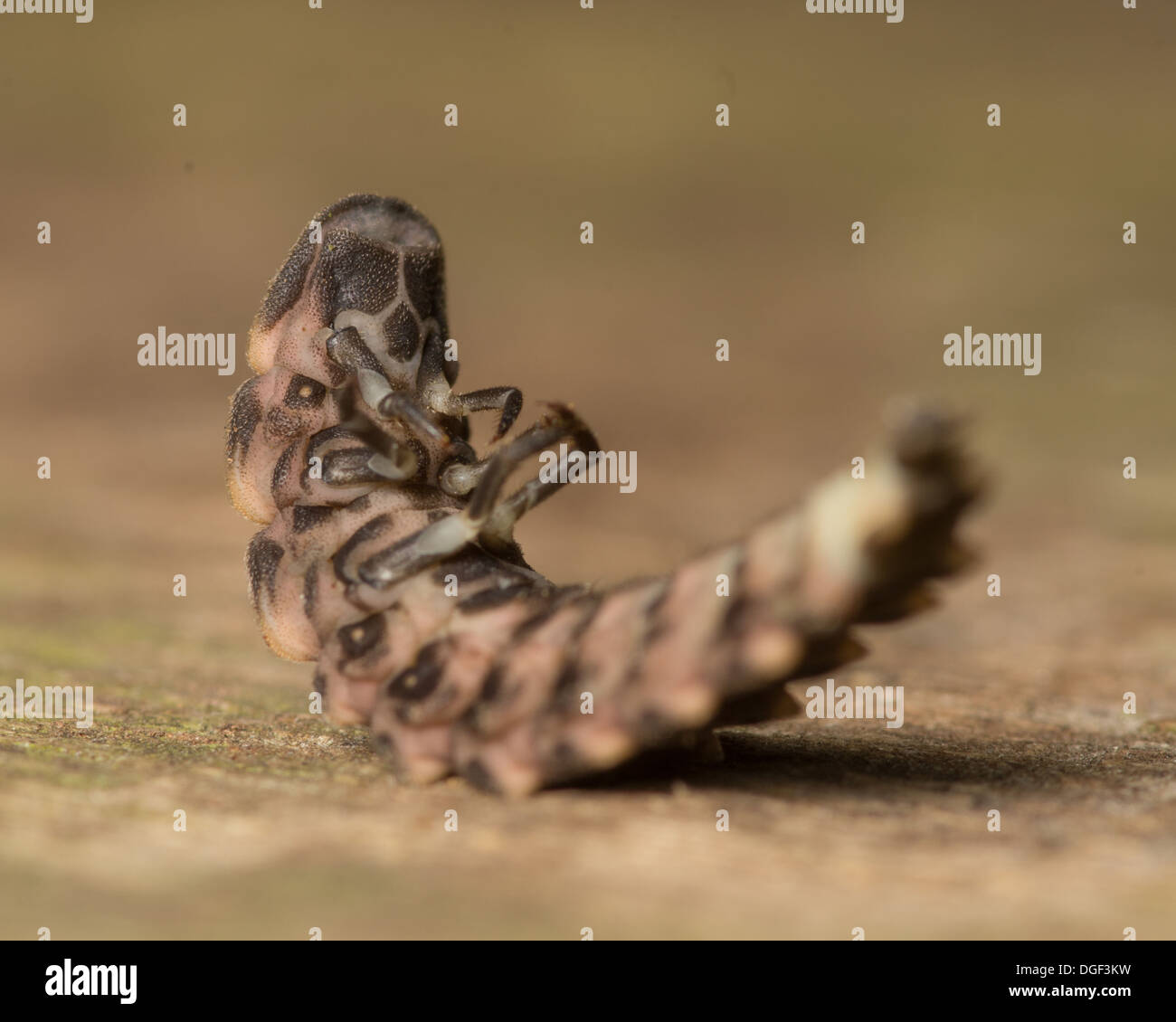 A glow worm larva curled up in protective posture with retracted head ...