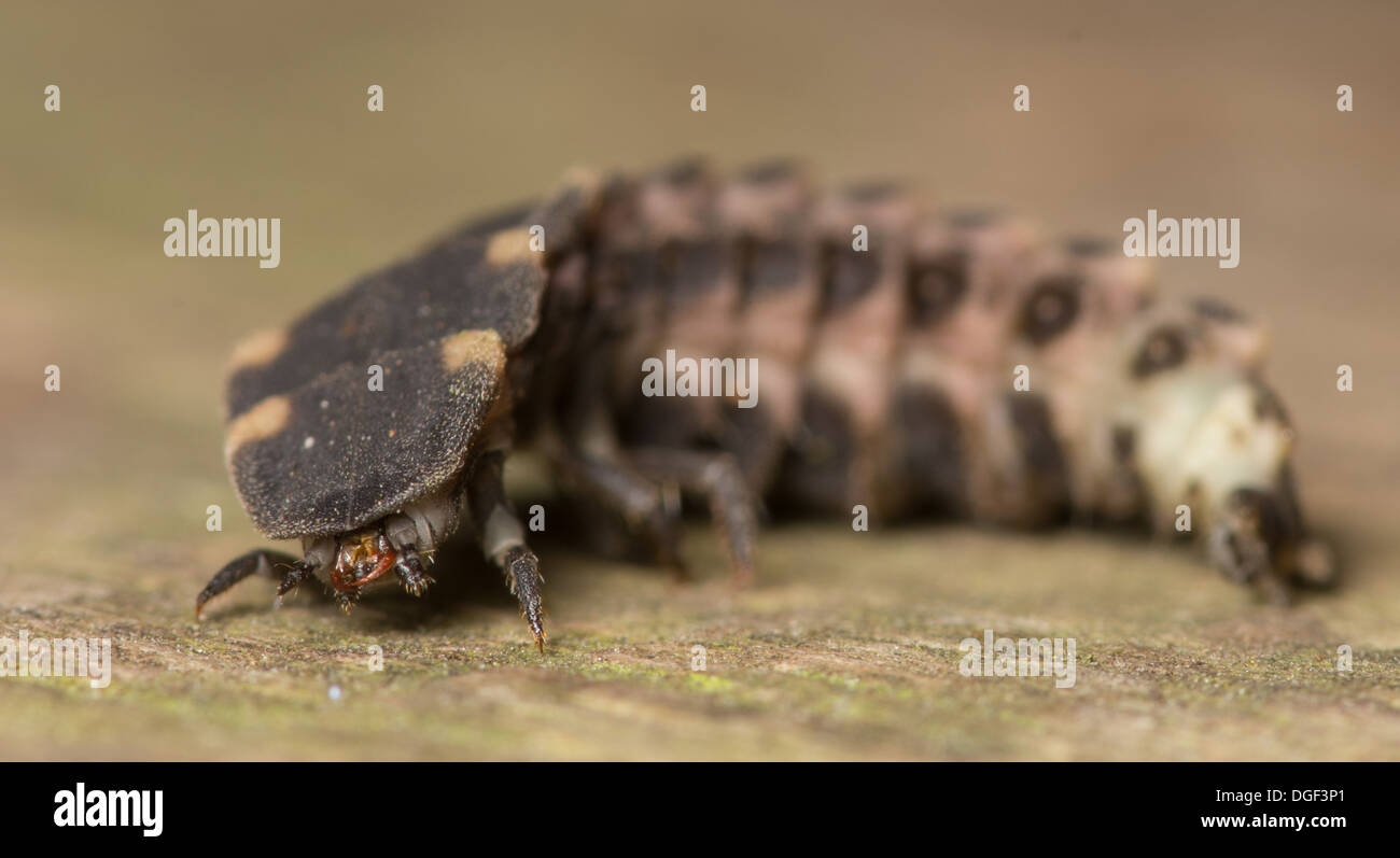 A glow worm larva crawling over wood Stock Photo - Alamy