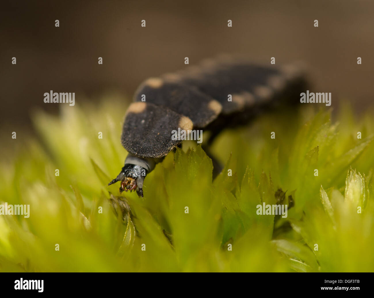 Glow worm hi-res stock photography and images - Alamy