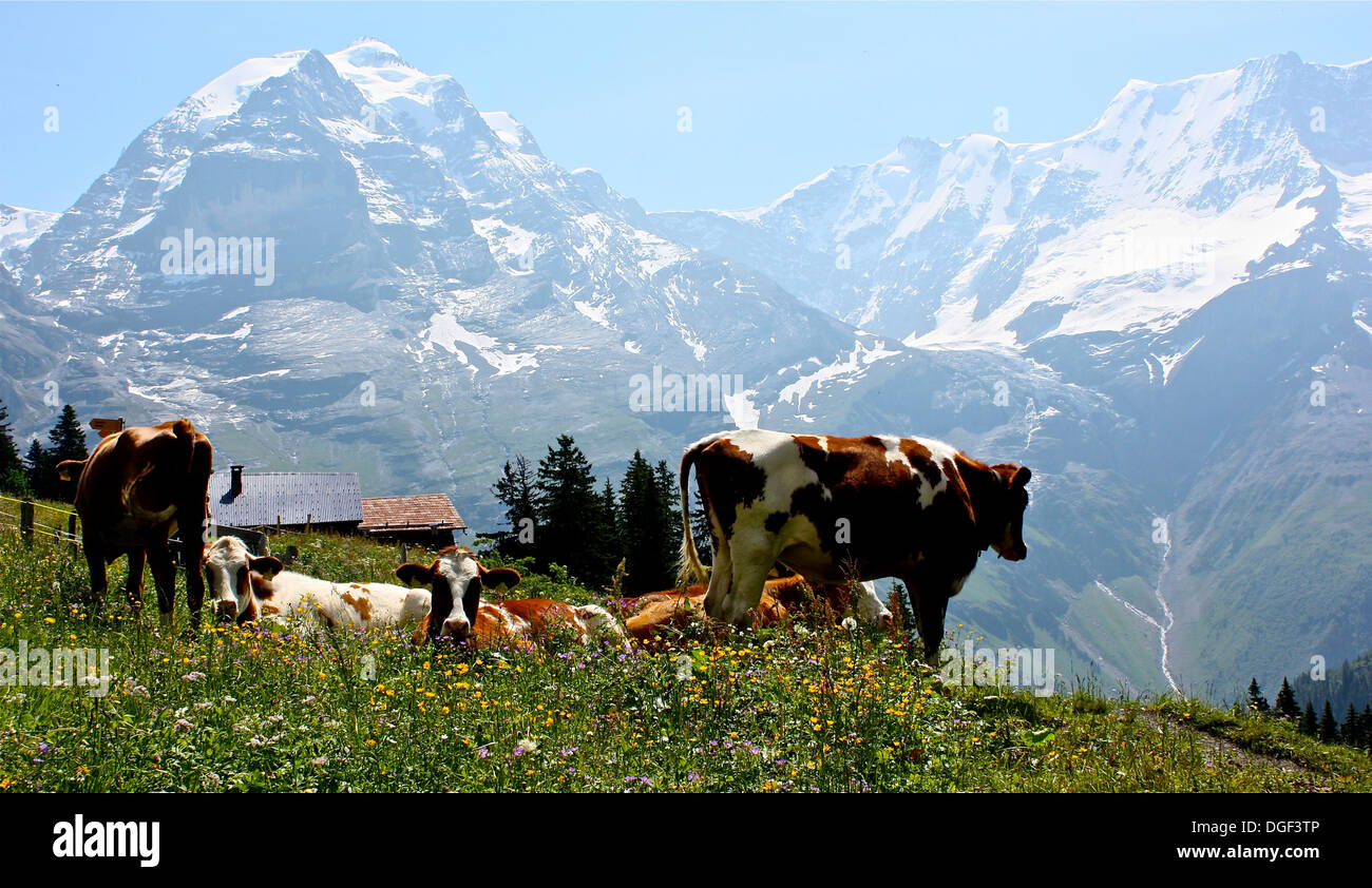 Swiss alps cow hi-res stock photography and images - Alamy