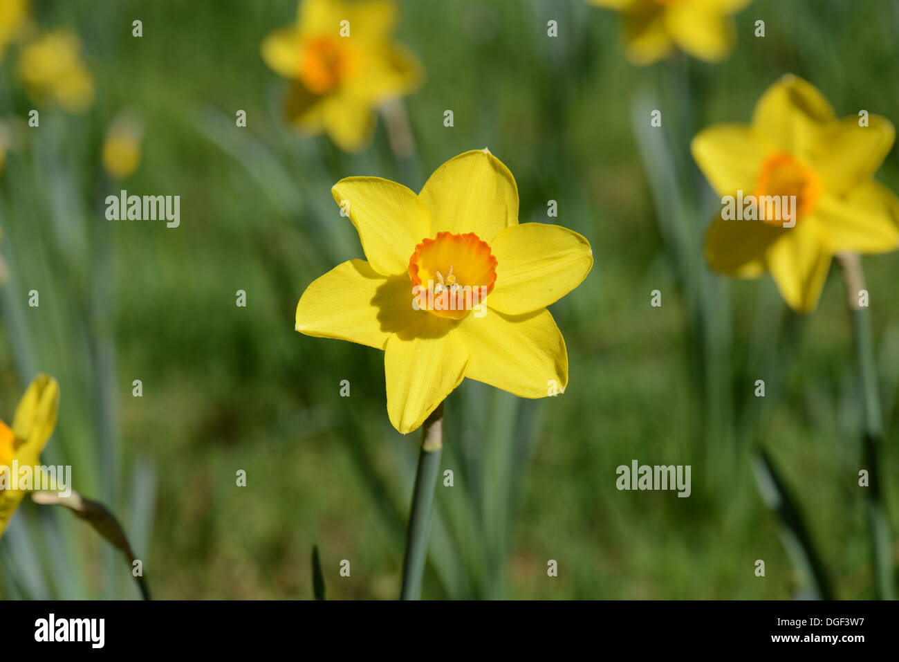 Large yellow daffodil hi-res stock photography and images - Alamy