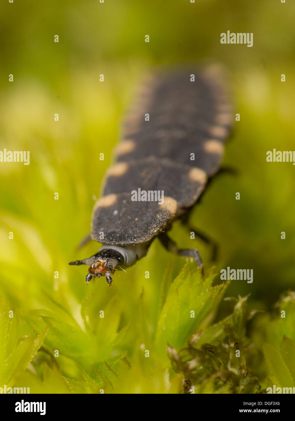 Glow worm beetle hi-res stock photography and images - Alamy