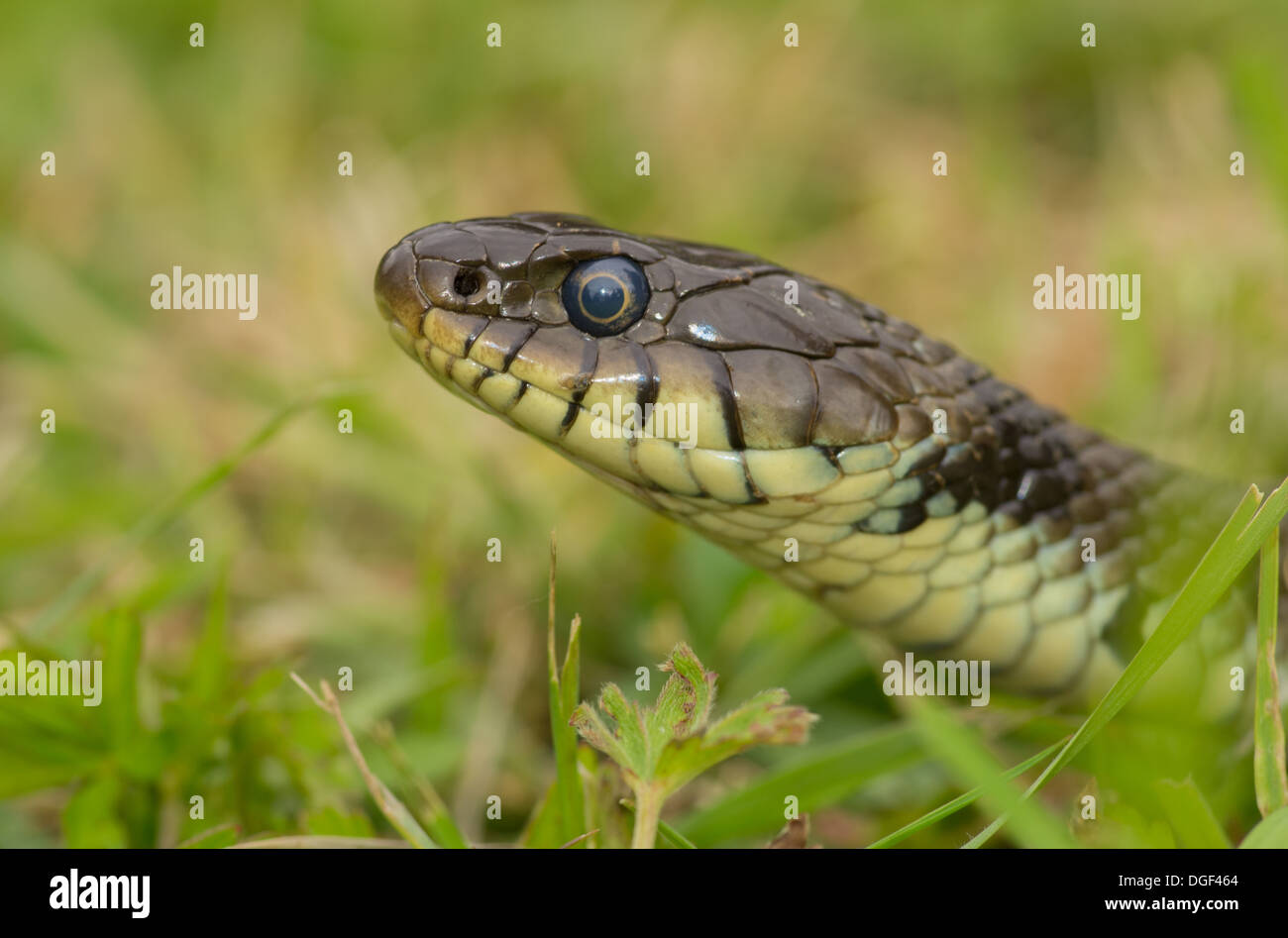 Snake head hi-res stock photography and images - Alamy