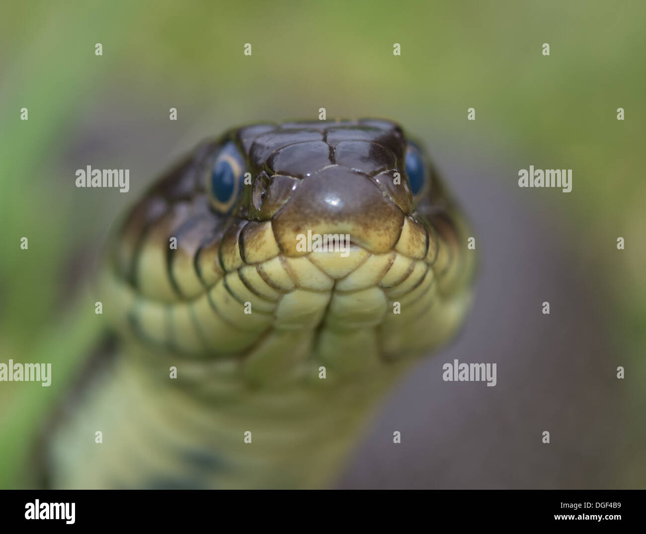 Close up of a grass snake head in the grass, head on with tongue in ...