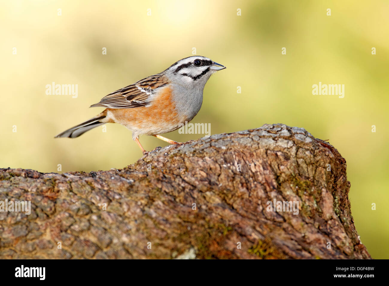 Bunting birds hi-res stock photography and images - Alamy