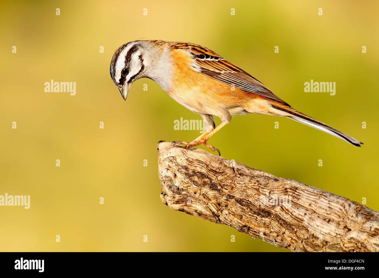 Bunting birds hi-res stock photography and images - Alamy
