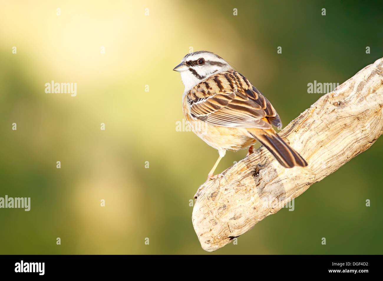 Bunting birds hi-res stock photography and images - Alamy
