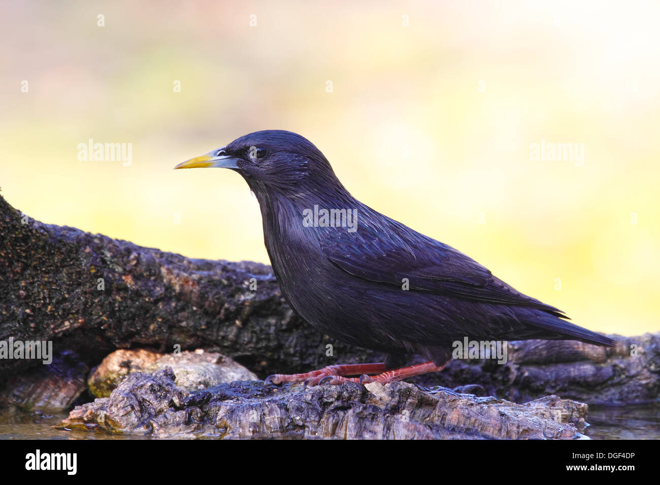 black starling in their natural environment in total freedom Stock ...