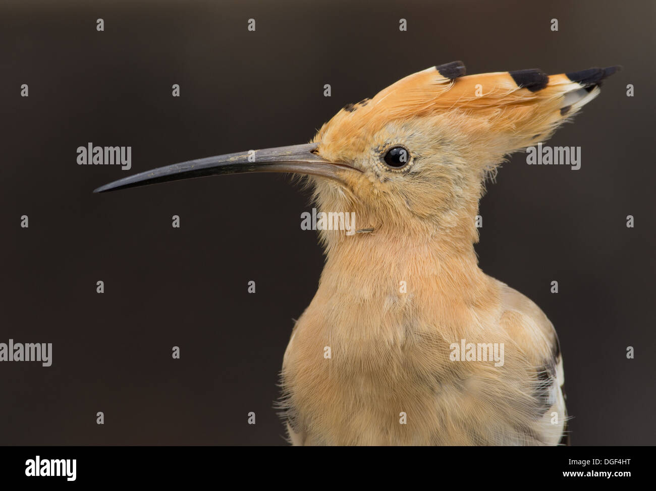 Dark crest on head hi-res stock photography and images - Alamy