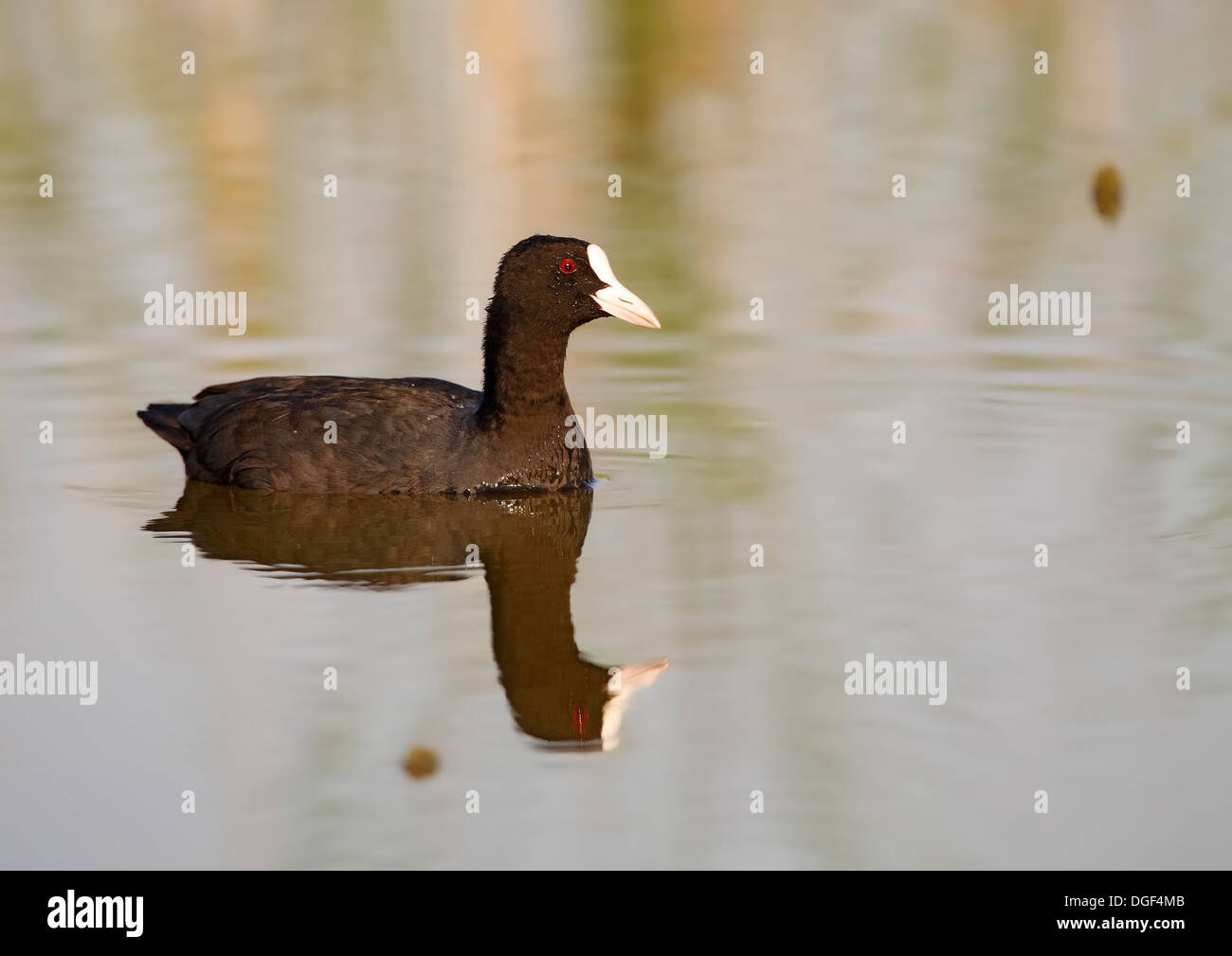 common coot in a state of freedom in the wild Stock Photo - Alamy