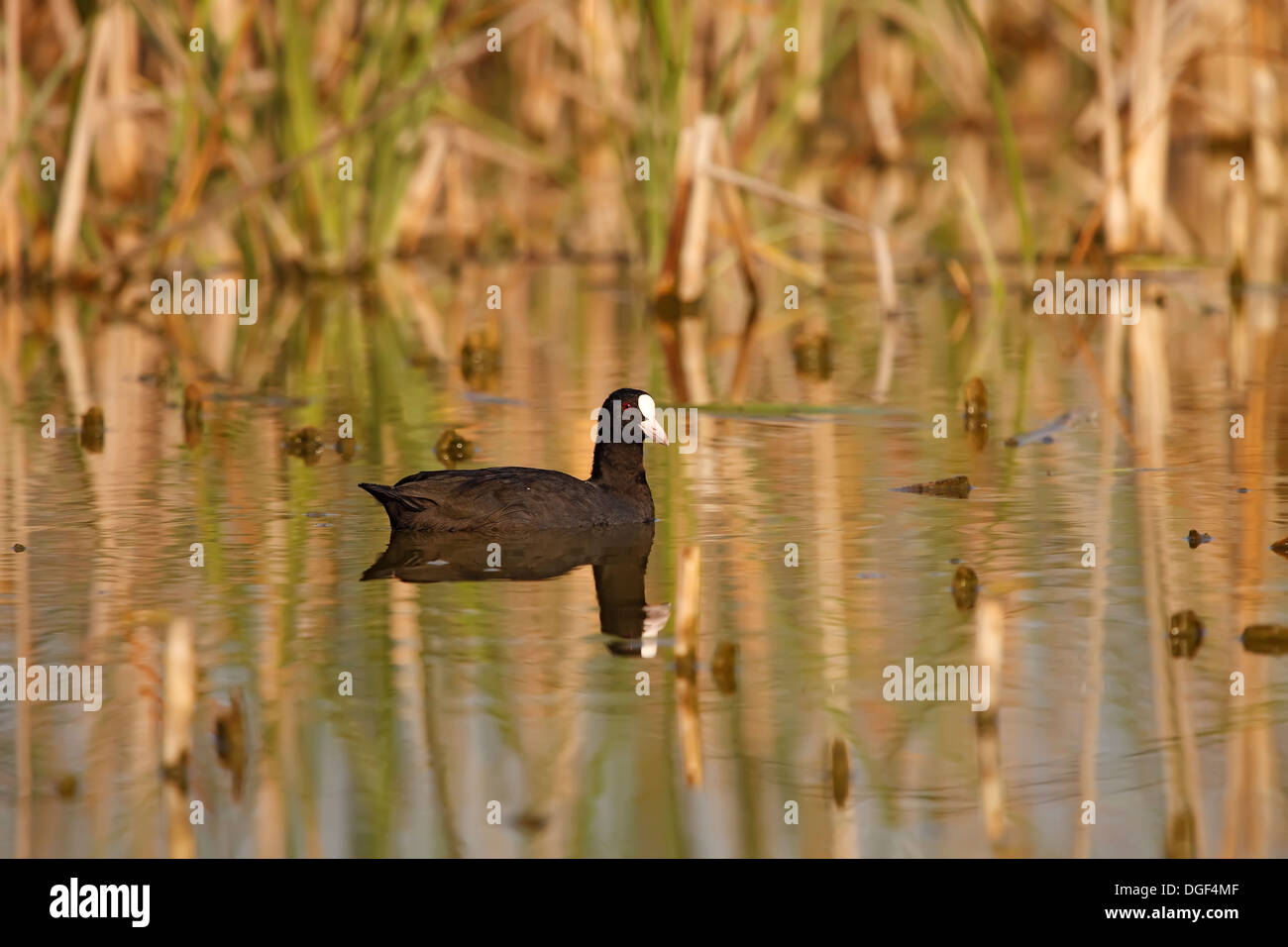 common coot in a state of freedom in the wild Stock Photo - Alamy
