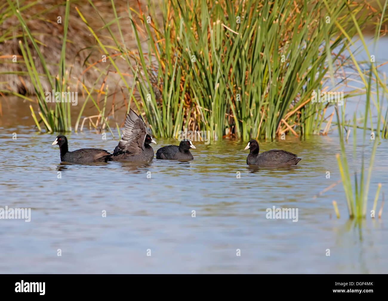 common coot in a state of freedom in the wild Stock Photo - Alamy