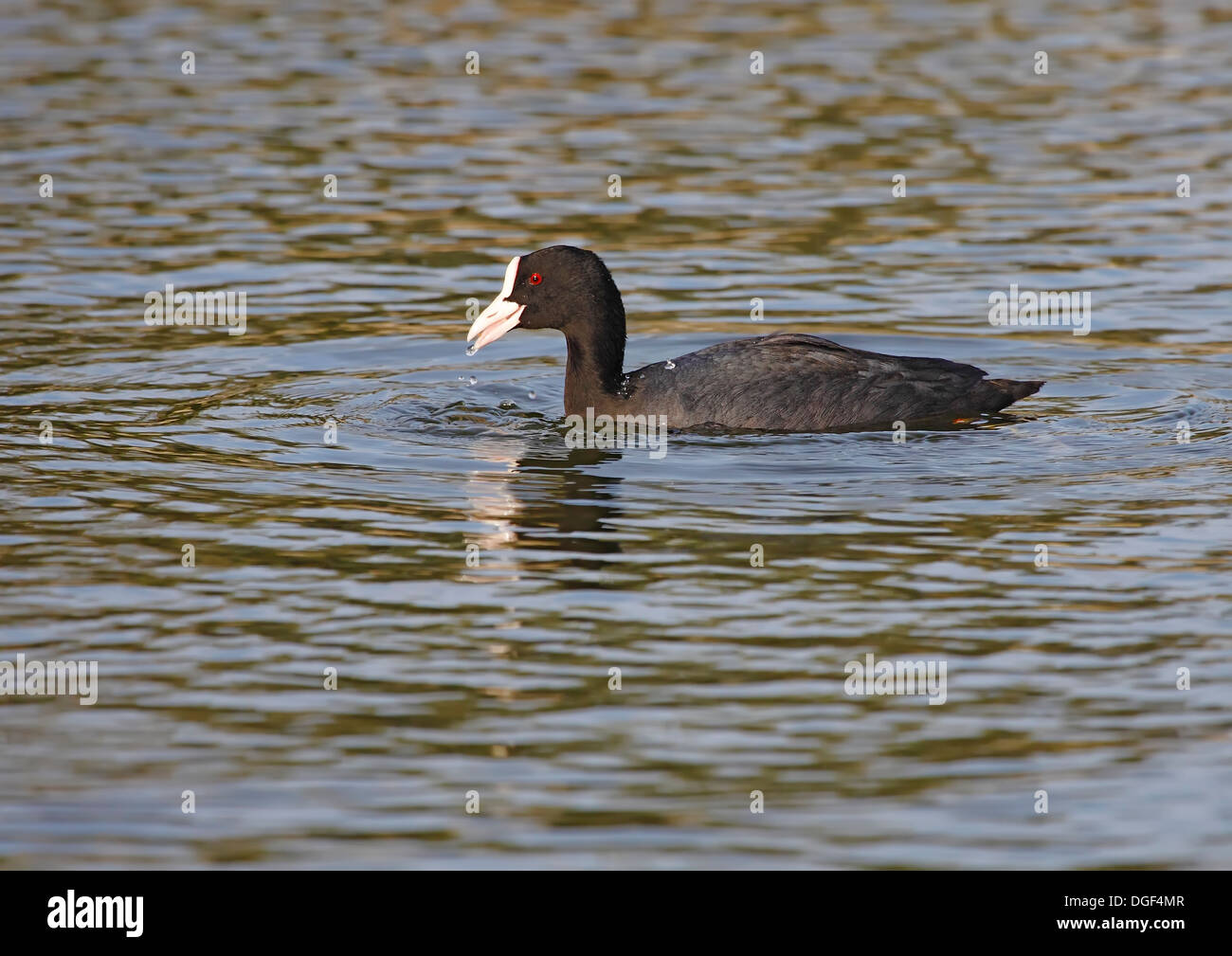 common coot in a state of freedom in the wild Stock Photo - Alamy