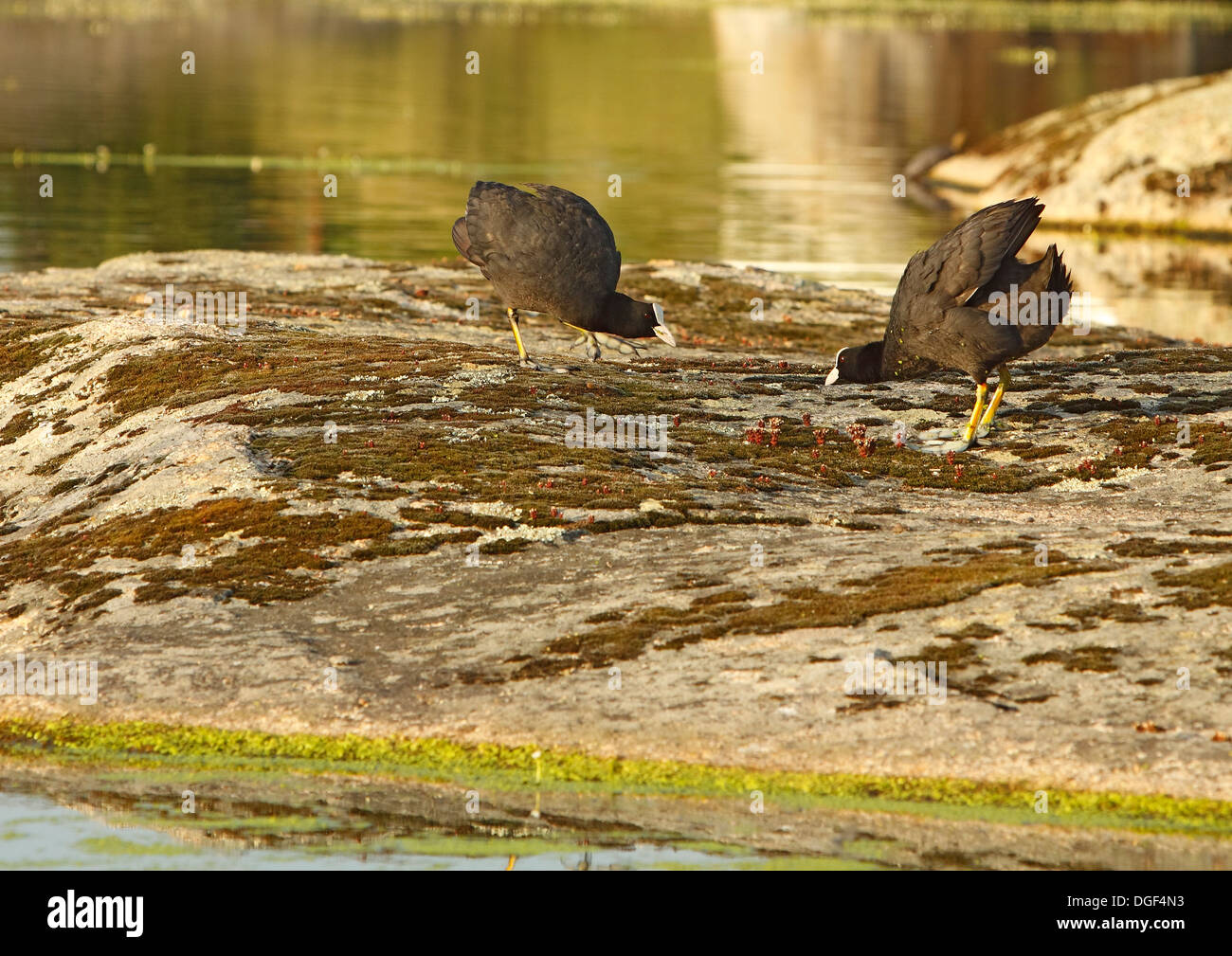 common coot in a state of freedom in the wild Stock Photo - Alamy