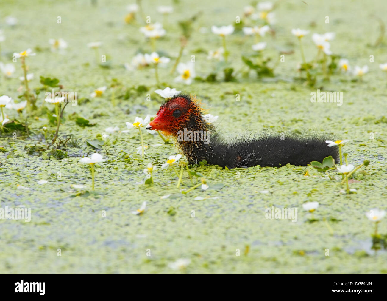 common coot in a state of freedom in the wild Stock Photo - Alamy