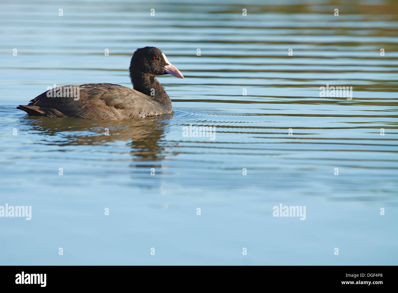 common coot in a state of freedom in the wild Stock Photo - Alamy