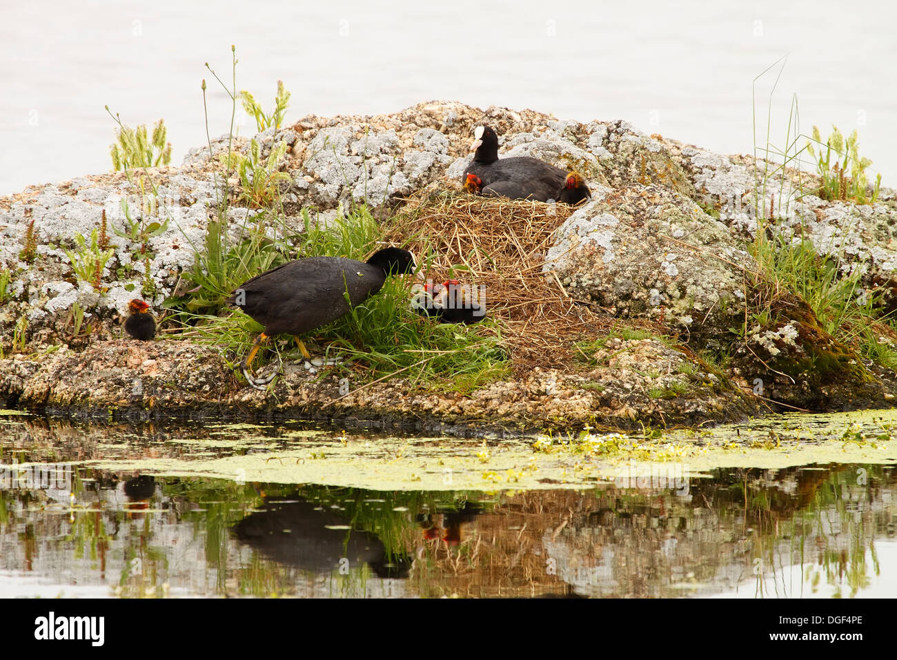 common coot in a state of freedom in the wild Stock Photo - Alamy