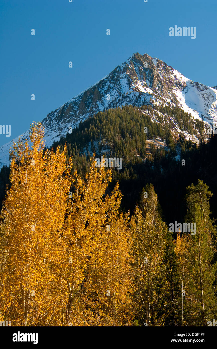 Mountain and trees in fall, Mineral King, Sequoia National Park ...