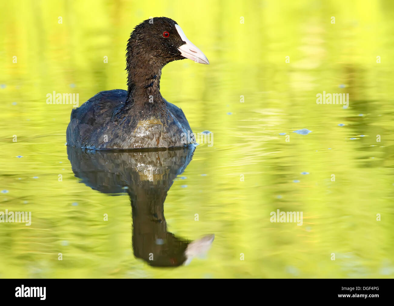 common coot in a state of freedom in the wild Stock Photo - Alamy