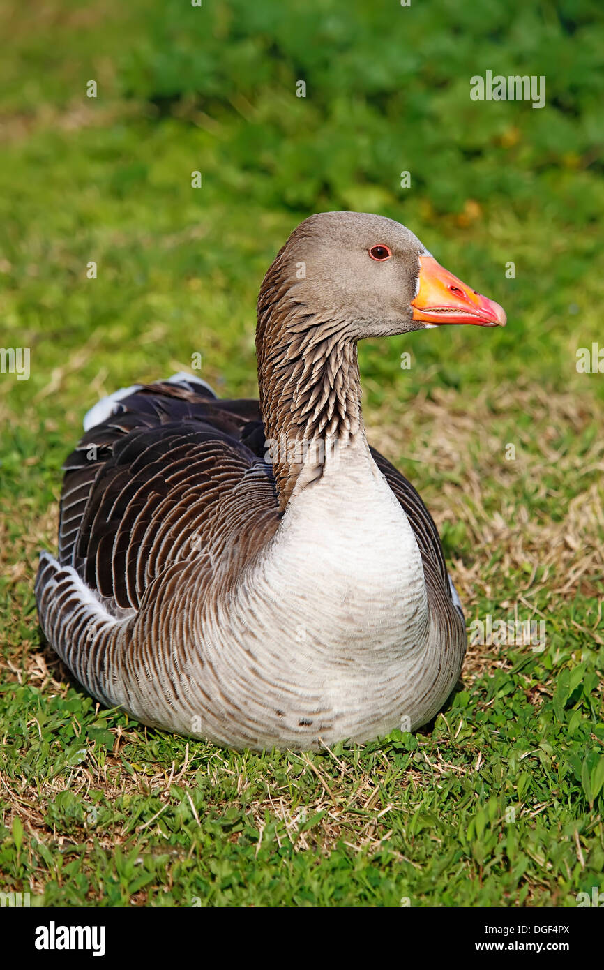 common in the wild geese enjoying their habitat Stock Photo - Alamy