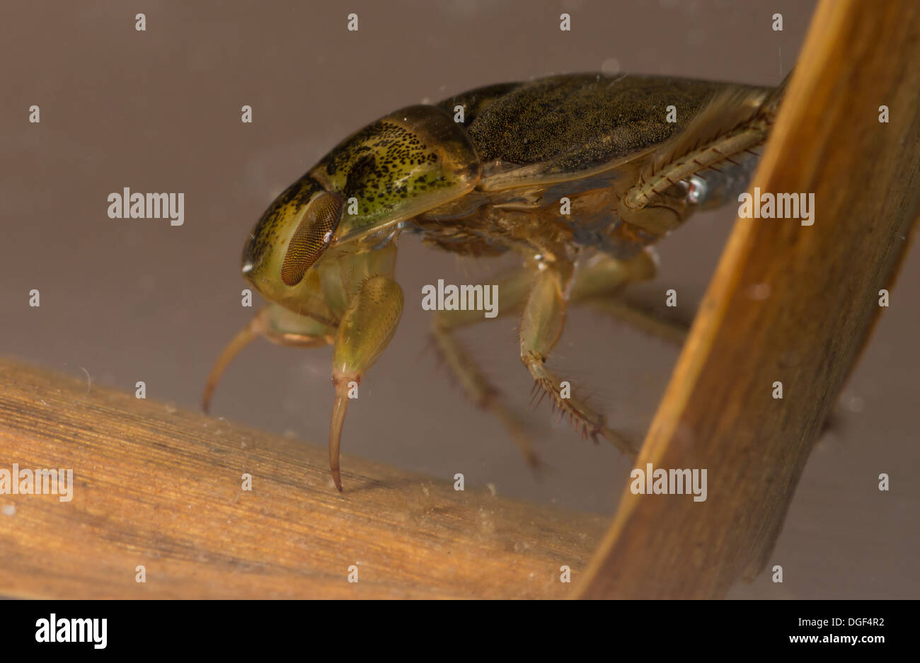 A Saucer bug. Photo taken in an aquarium set up and creature released ...
