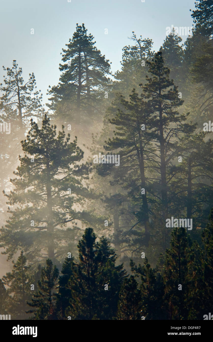 Cloud in evergreen trees, Mineral King, Sequoia National Park ...