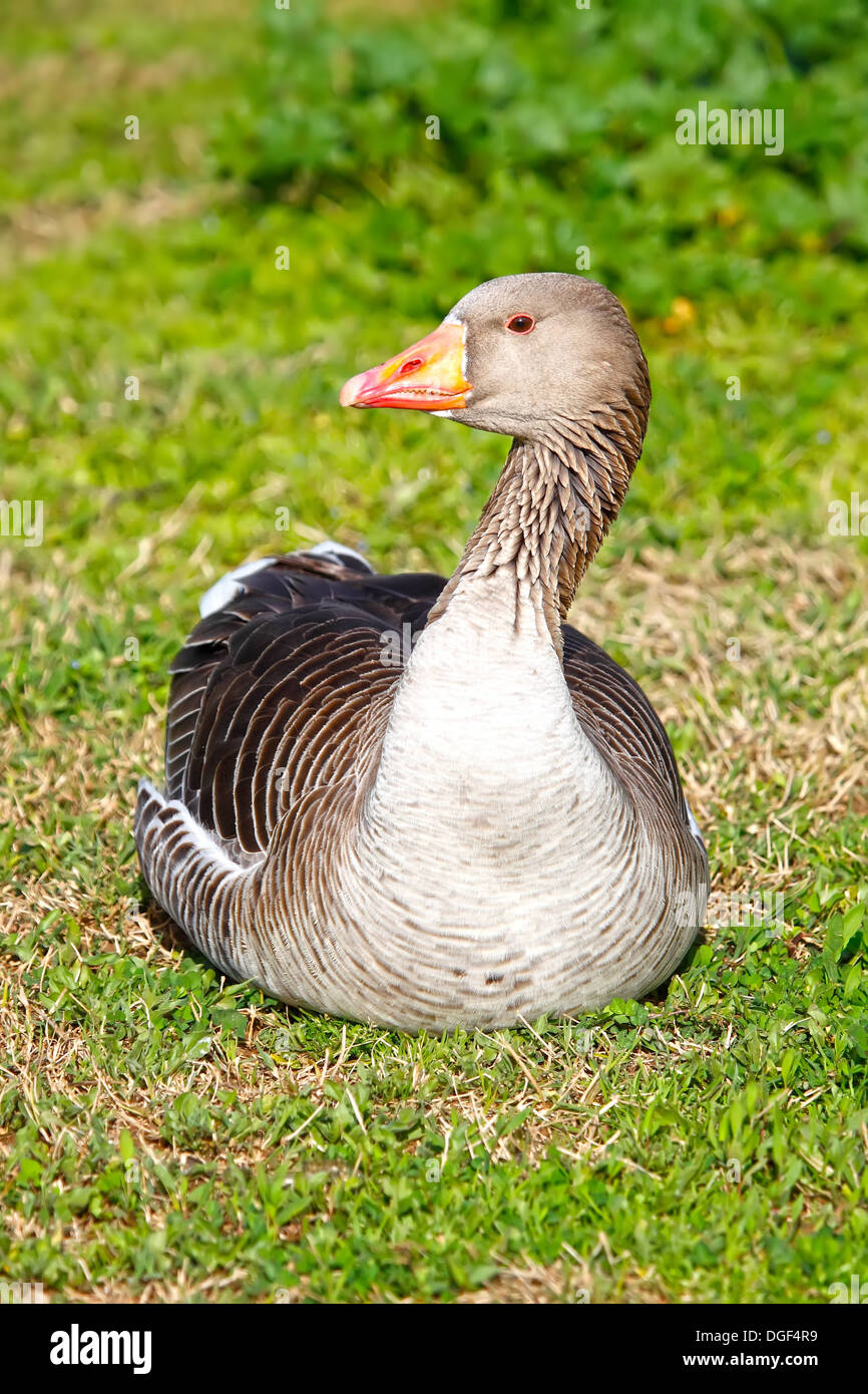 common in the wild geese enjoying their habitat Stock Photo - Alamy