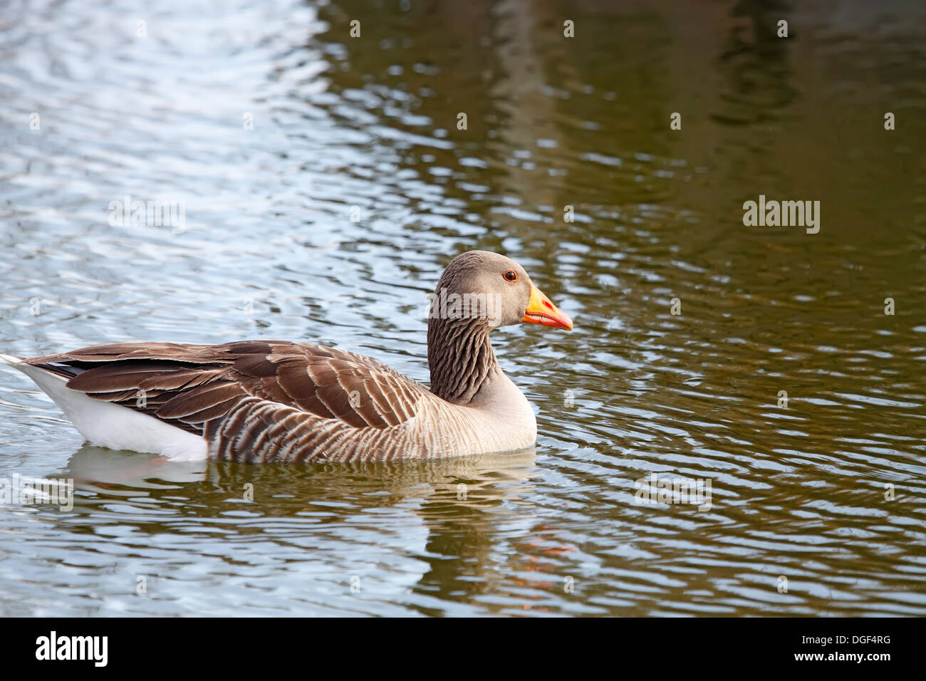 common in the wild geese enjoying their habitat Stock Photo - Alamy