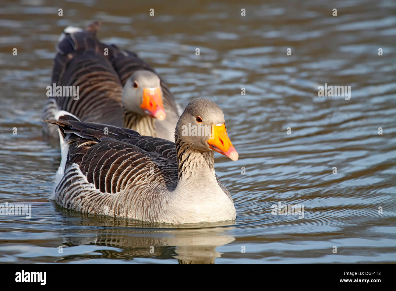 common in the wild geese enjoying their habitat Stock Photo - Alamy